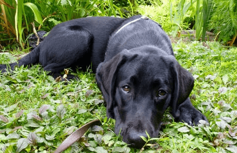 Puppies Behind Bars - Charles Lafitte Foundation